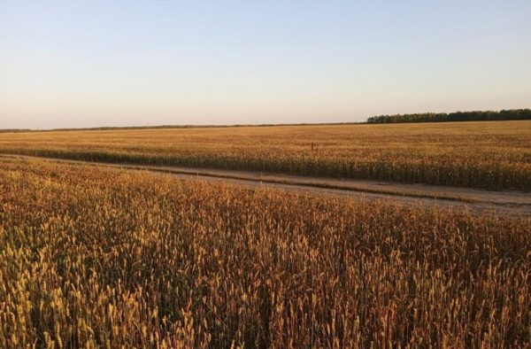 Essential Countryside Farming Words in Russian